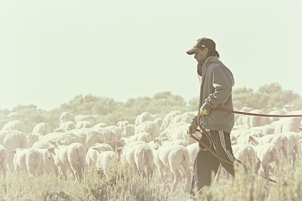 Sheep ranchers worry new labor rules could hurt herding - WyoFile