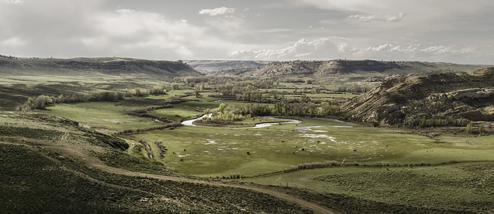 Ucross Foundation celebrates Wyoming’s grasslands and birds - WyoFile