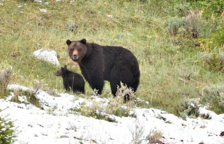 Study: Grizzlies near capacity in Greater Yellowstone Ecosystem - WyoFile