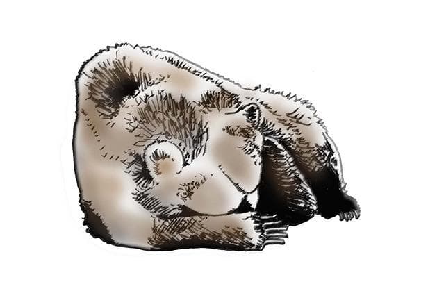 Grizzly bears, dreaming and the frontier of wonder