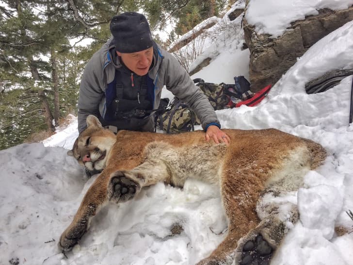 Yellowstone cougars quietly thriving - WyoFile