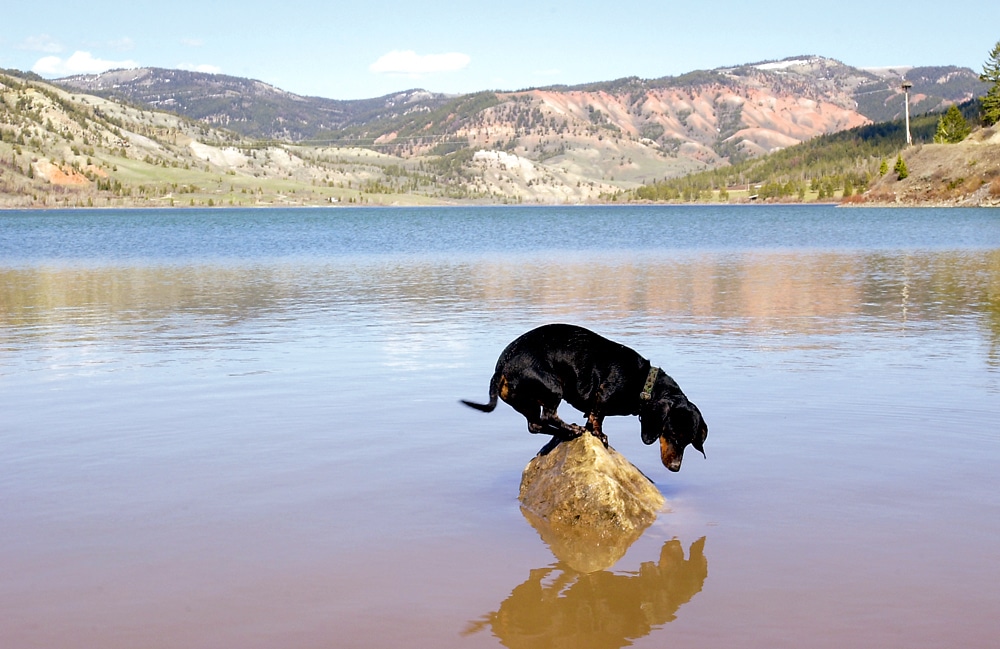 Diving dogs - WyoFile