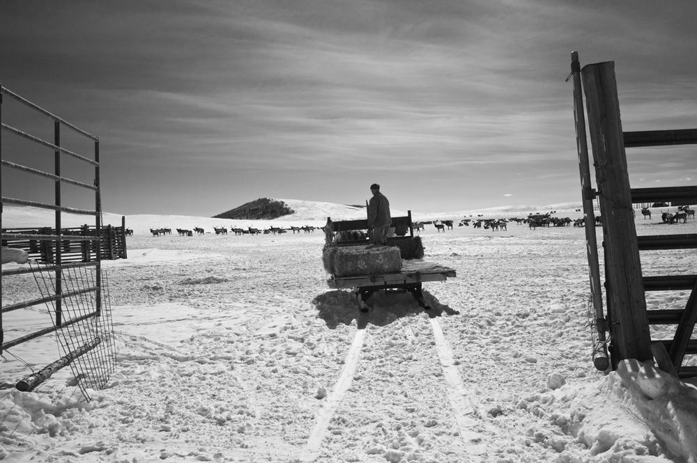 Wyoming’s longest-serving elk feeder pitches for wildlife - WyoFile
