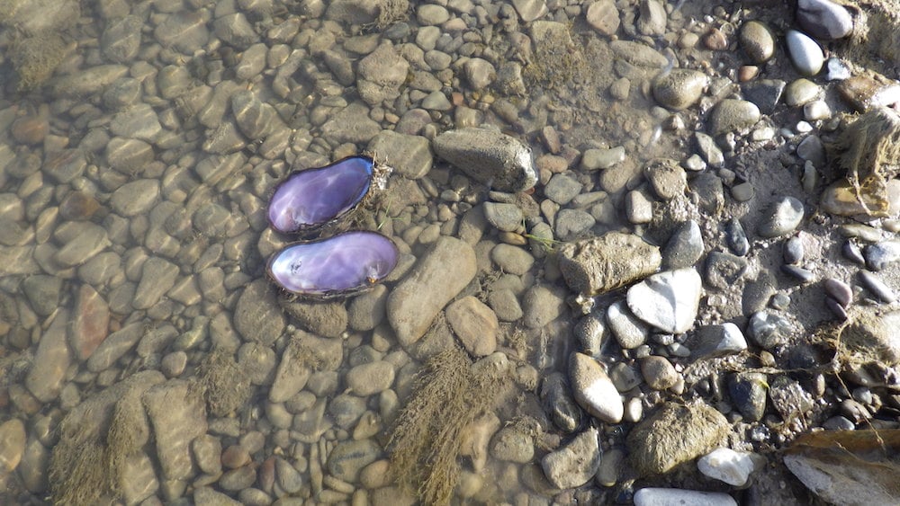 The other mussels; Wyo’s native species play vital roles - WyoFile