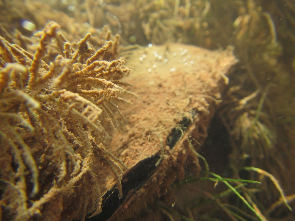 The other mussels; Wyo’s native species play vital roles - WyoFile