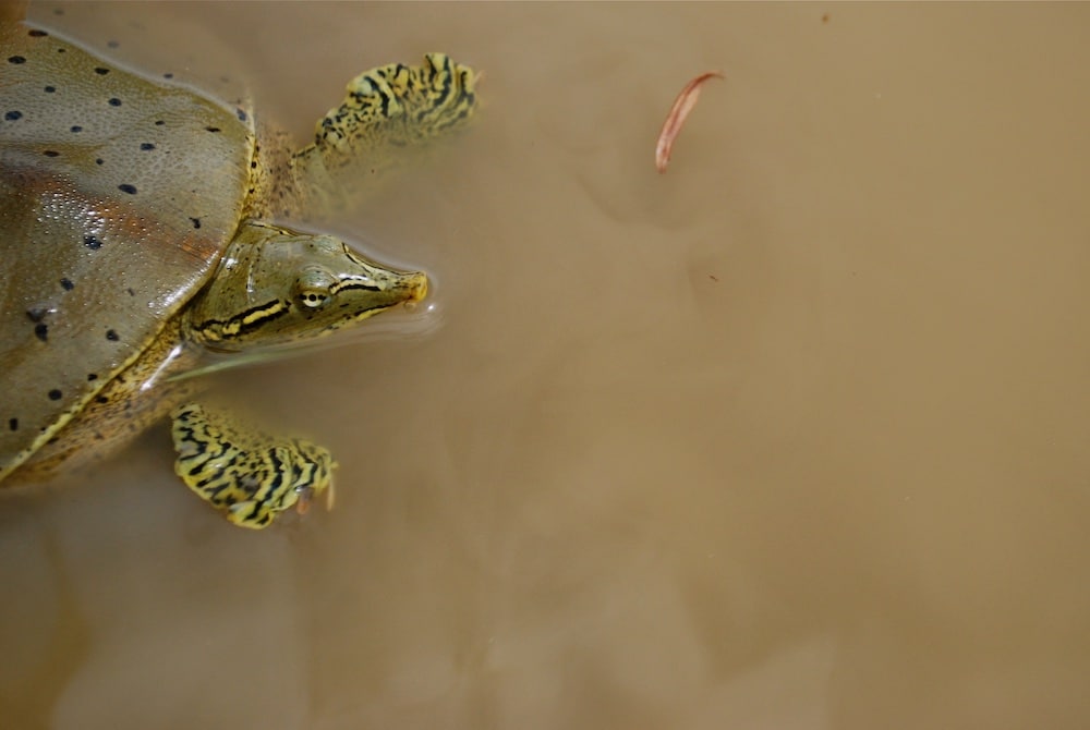 Researchers hunt for clues behind decline of Wyo’s largest turtle - WyoFile