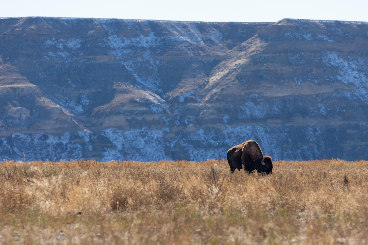‘Good medicine’: Buffalo delivered to new home on the reservation - WyoFile