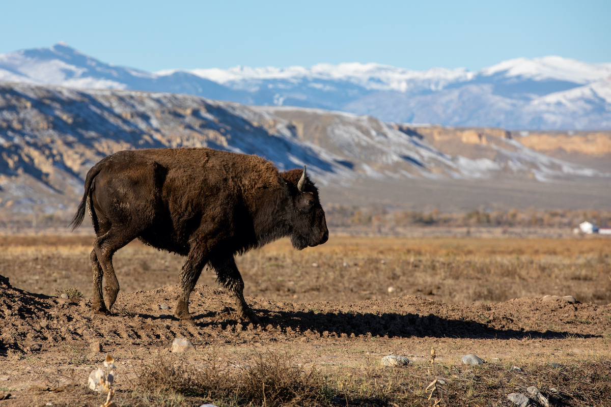 ‘Good medicine’: Buffalo delivered to new home on the reservation - WyoFile
