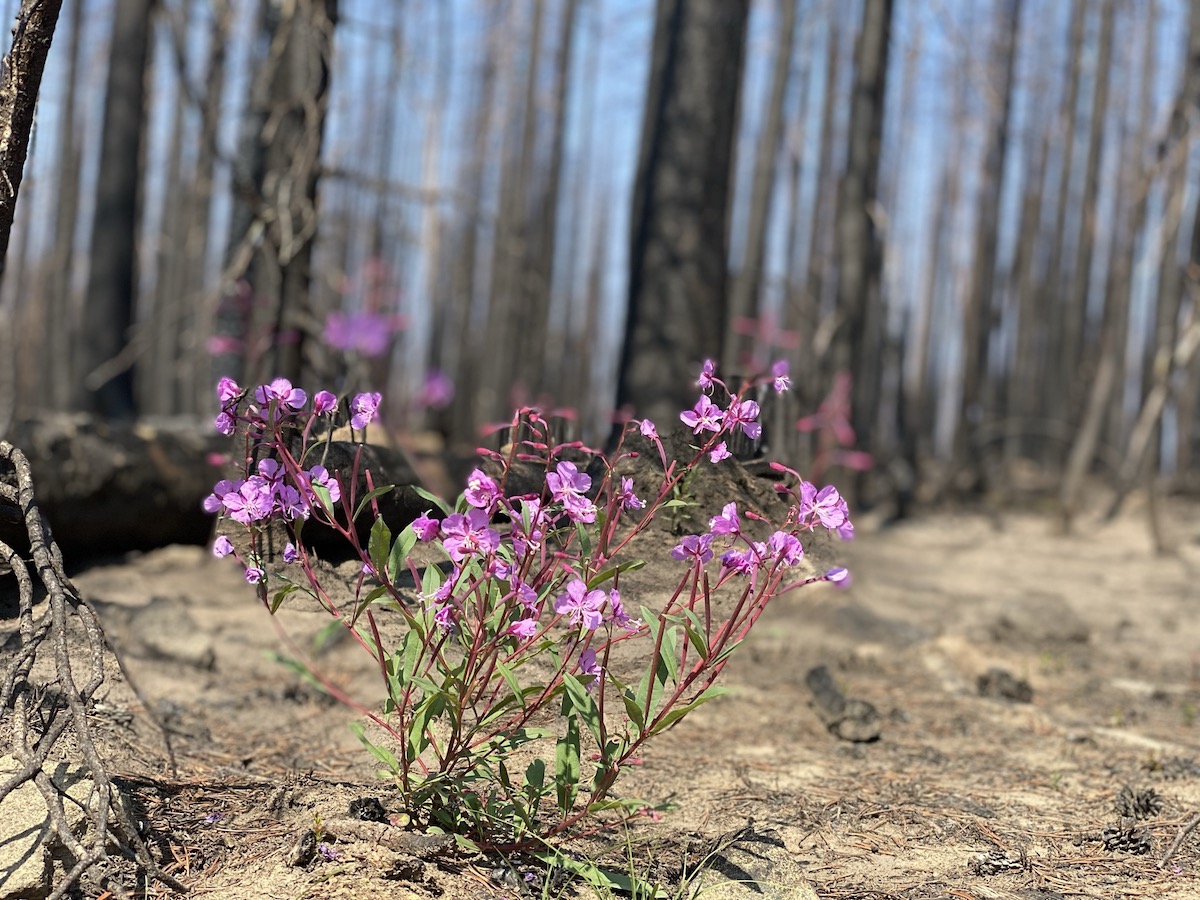 Scientists optimistic about Mullen Fire recovery - WyoFile