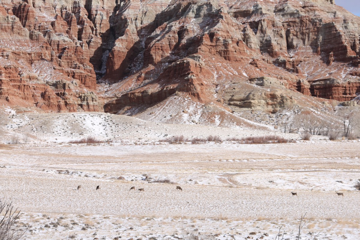 Remedy ID’d for deadly drive through Dubois deer range - WyoFile