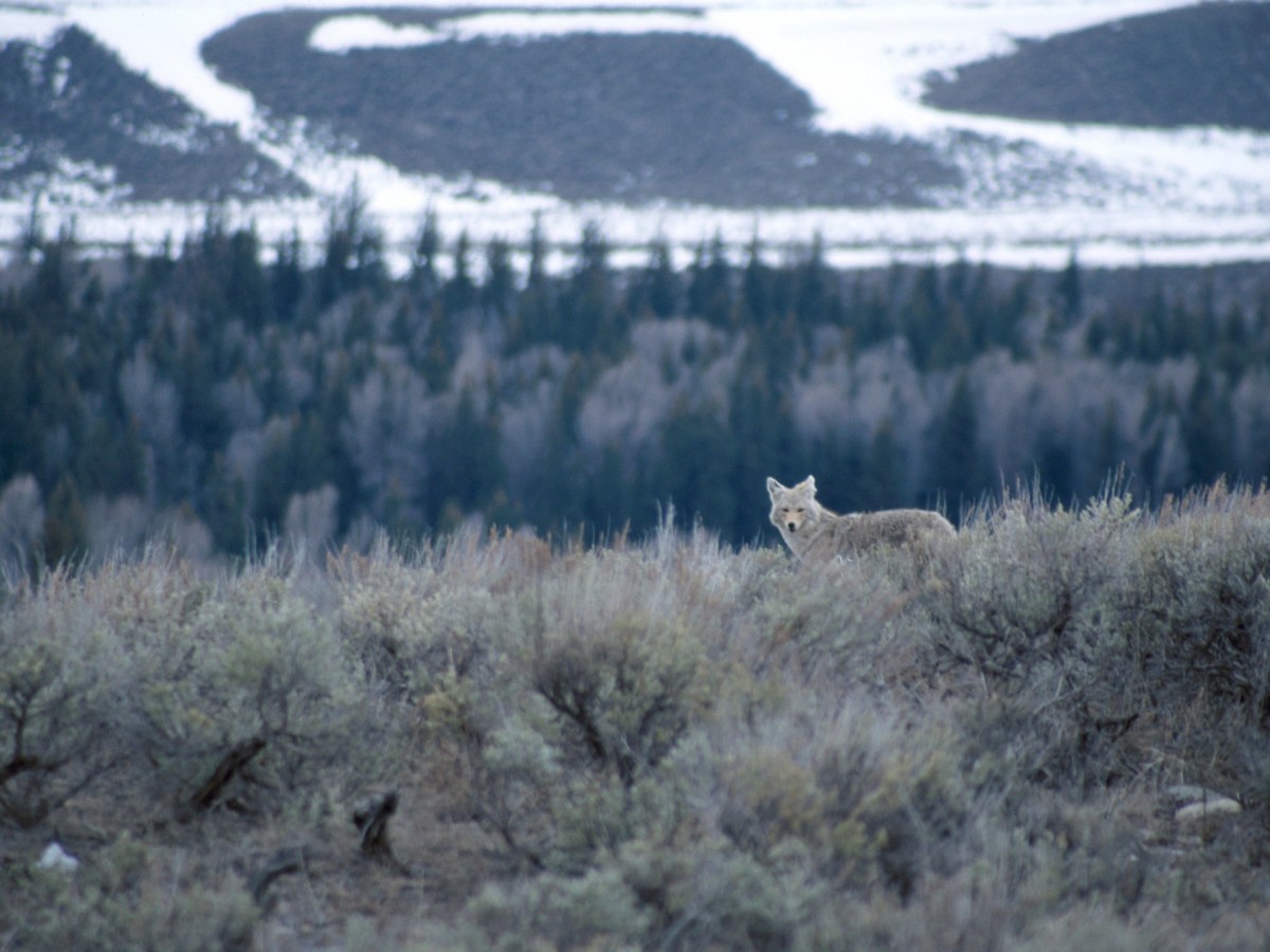 Wyoming’s latest coyote-killing plan results from brutal 2022-’23 ...