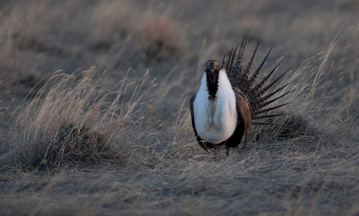 Wyoming leaders cautiously optimistic about new federal sage grouse ...