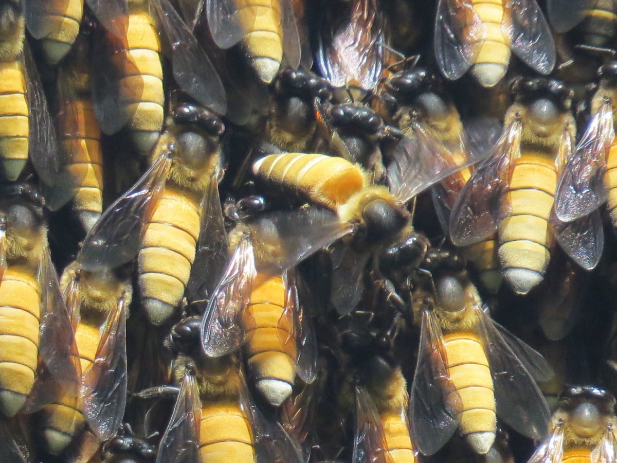 Retired professor sounds alarm over honey bee migration - WyoFile
