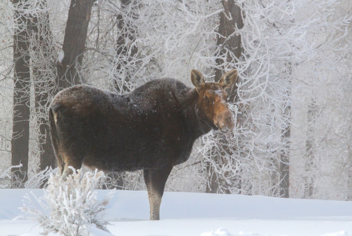 Below zero - WyoFile