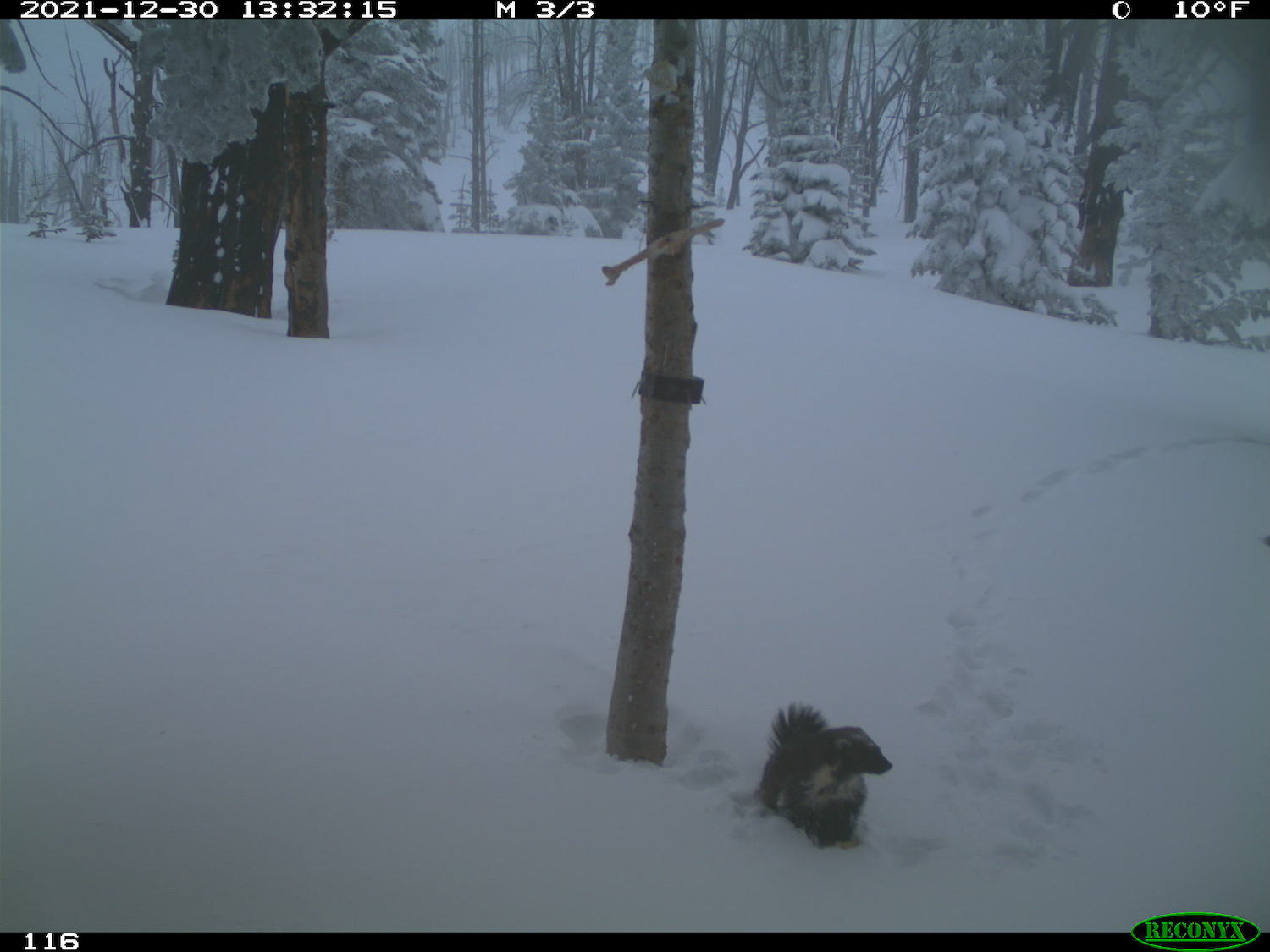 Wolverines in the Snowy Range? Biologists aim to find out. - WyoFile