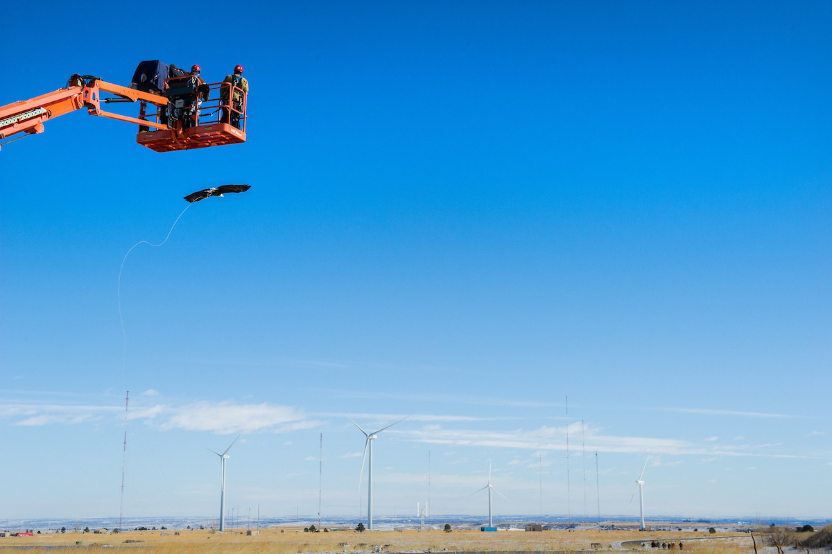 Wind energy faces bird-kill and other habitat challenges - WyoFile