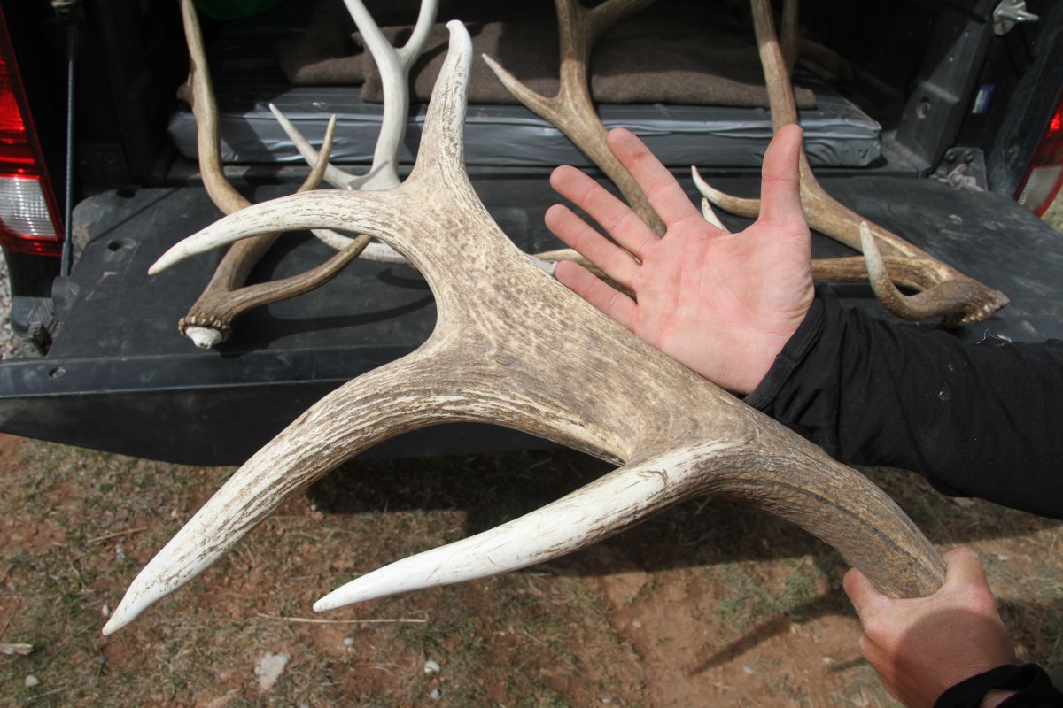 Wyoming’s soon-to-drop shed hunting rules set new precedent - WyoFile