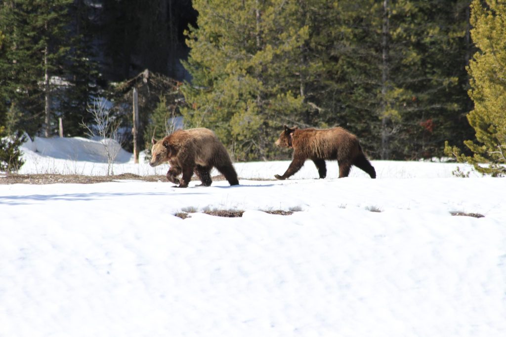 Q&A with Angi Bruce: Wyoming Game and Fish’s first female director ...