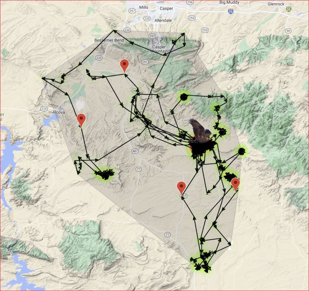 Biologist: Wind development outpaces slow work of tracking eagles - WyoFile