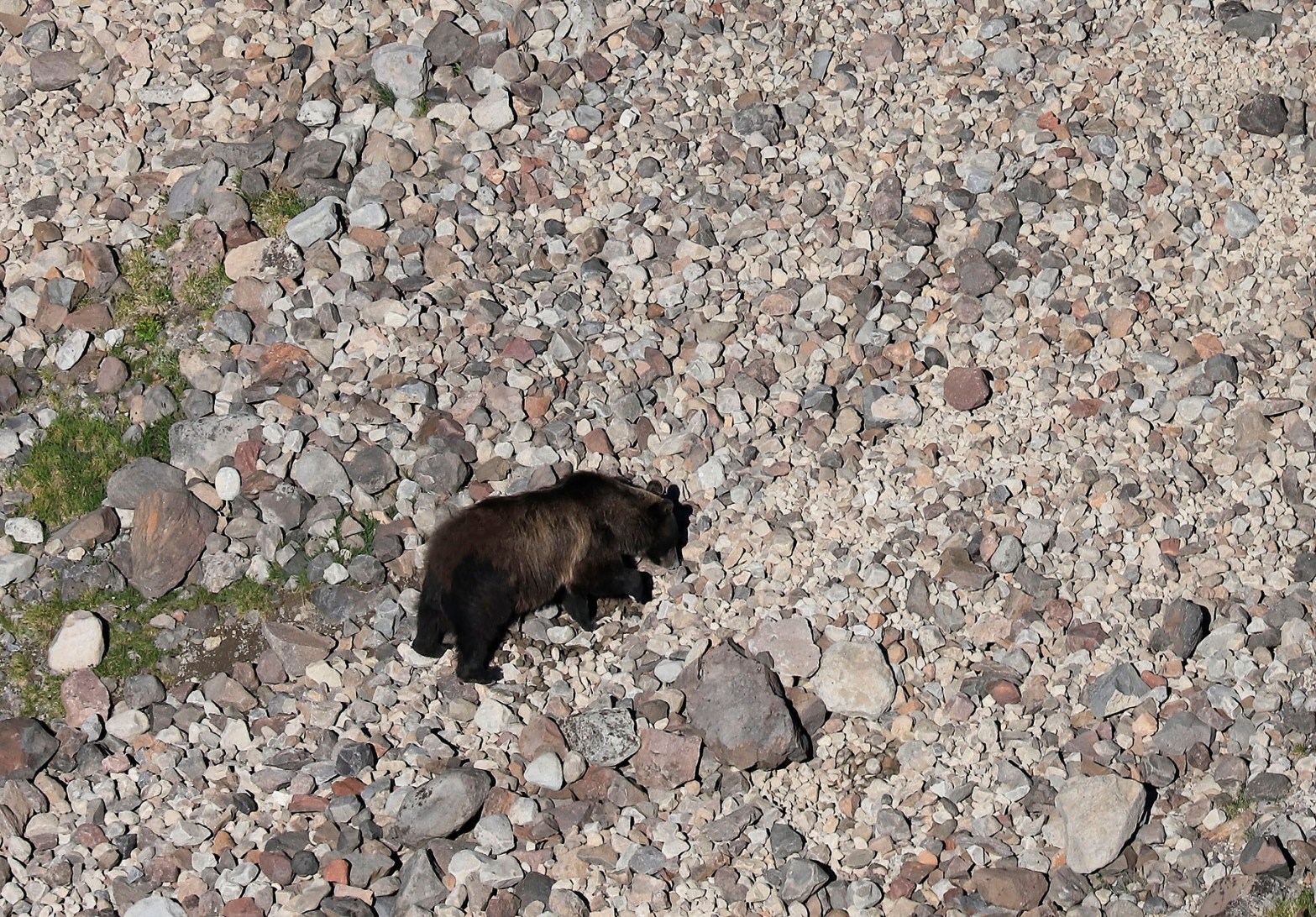 Mysterious moth-eating grizzlies have a people problem - WyoFile