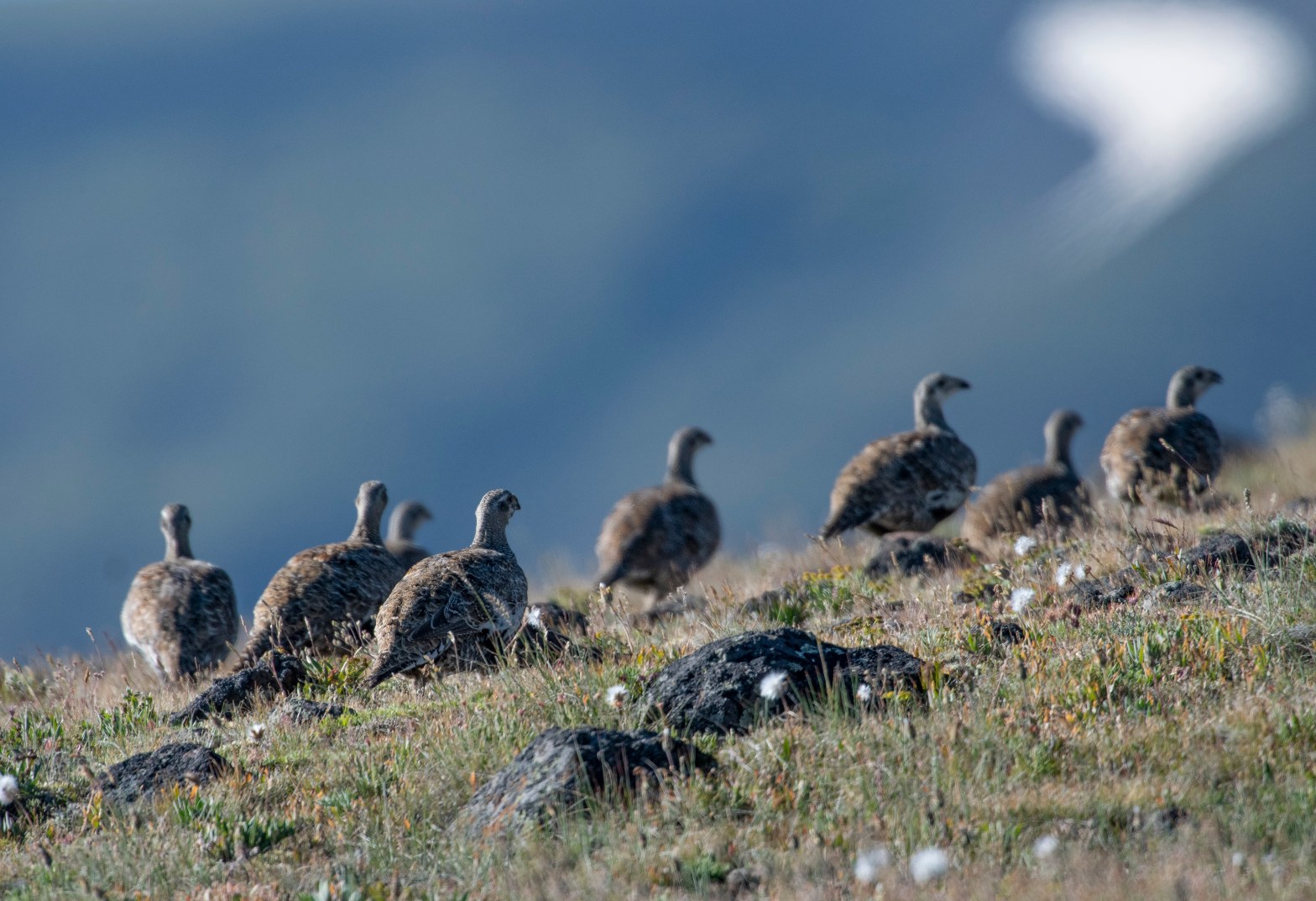 Revisions to Wyoming’s sage grouse protection map take flight - WyoFile