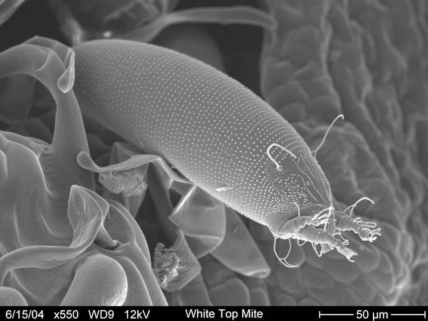 Mites v. whitetop: Wyo aims biological weapon at weed - WyoFile