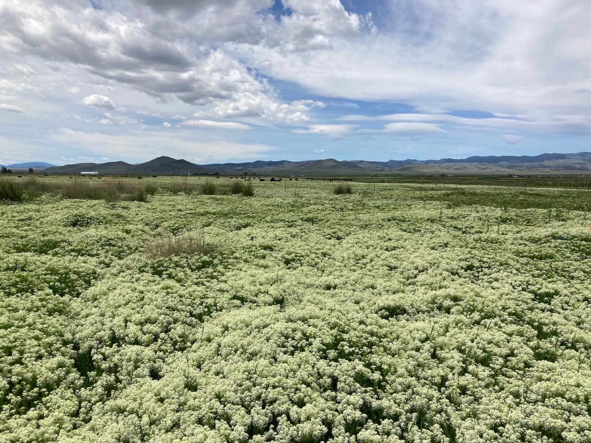 Mites v. whitetop: Wyo aims biological weapon at weed - WyoFile