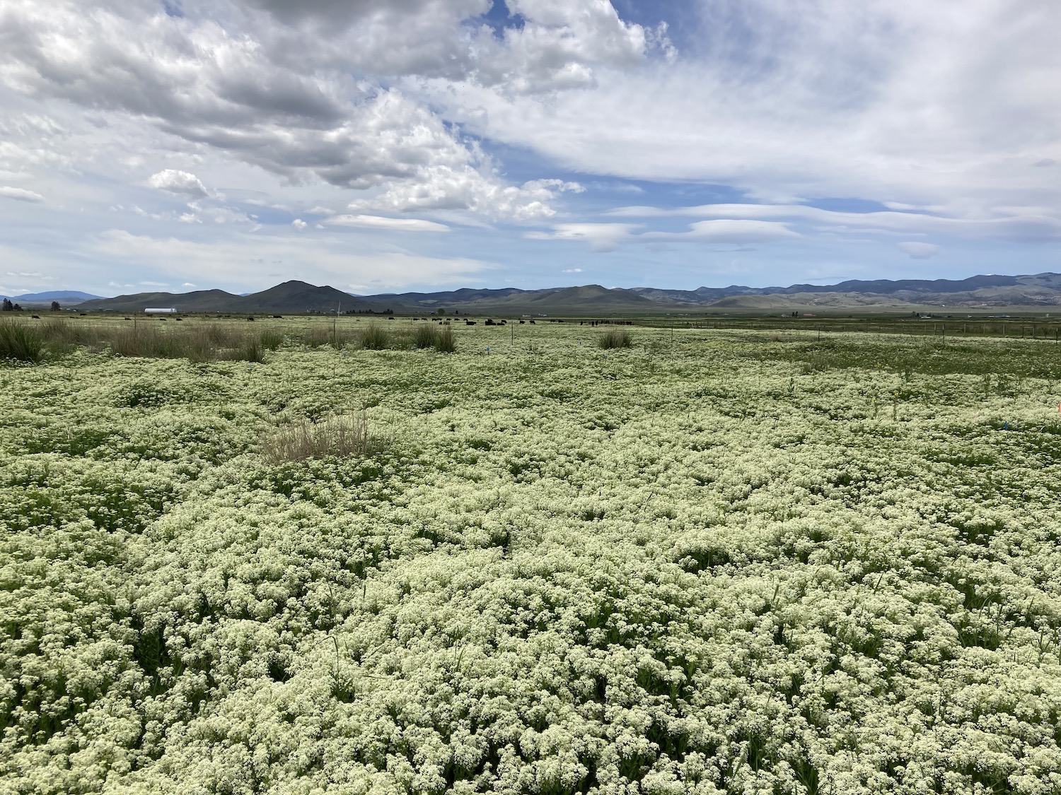 Mites v. whitetop: Wyo aims biological weapon at weed - WyoFile