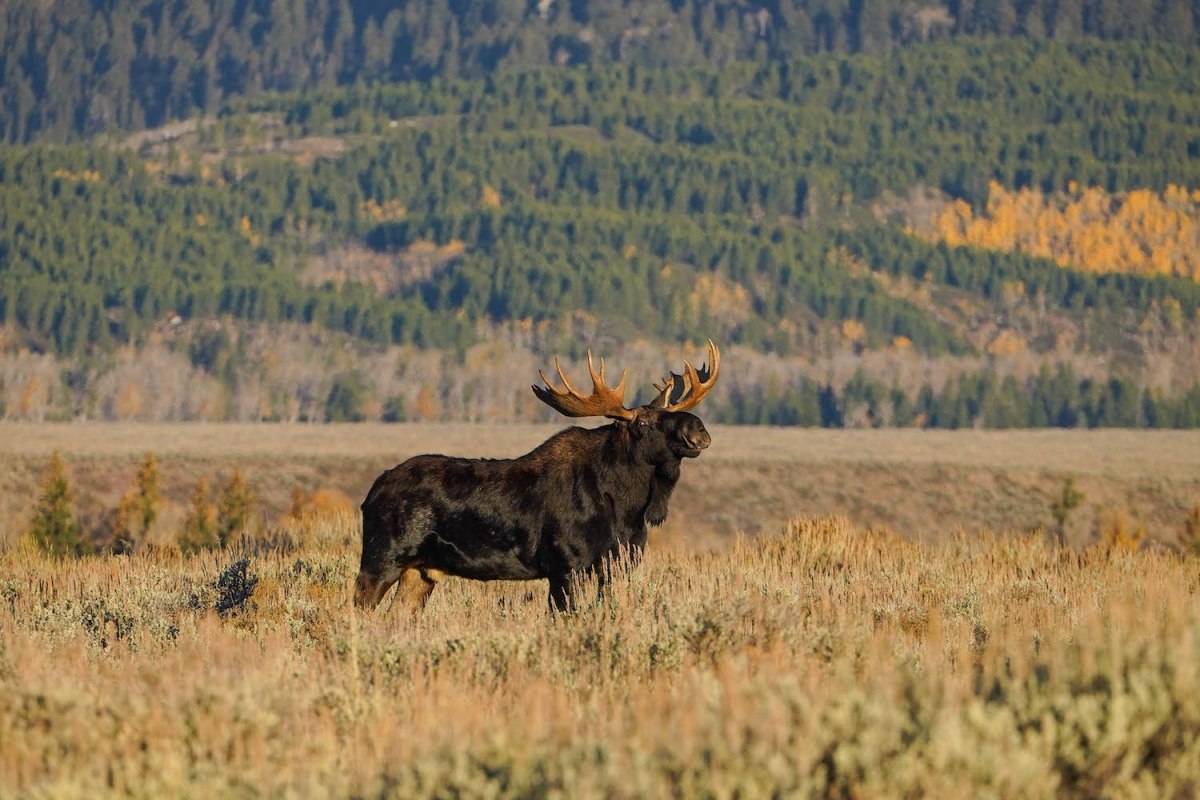 Wildlife watchers have been getting a free ride - WyoFile