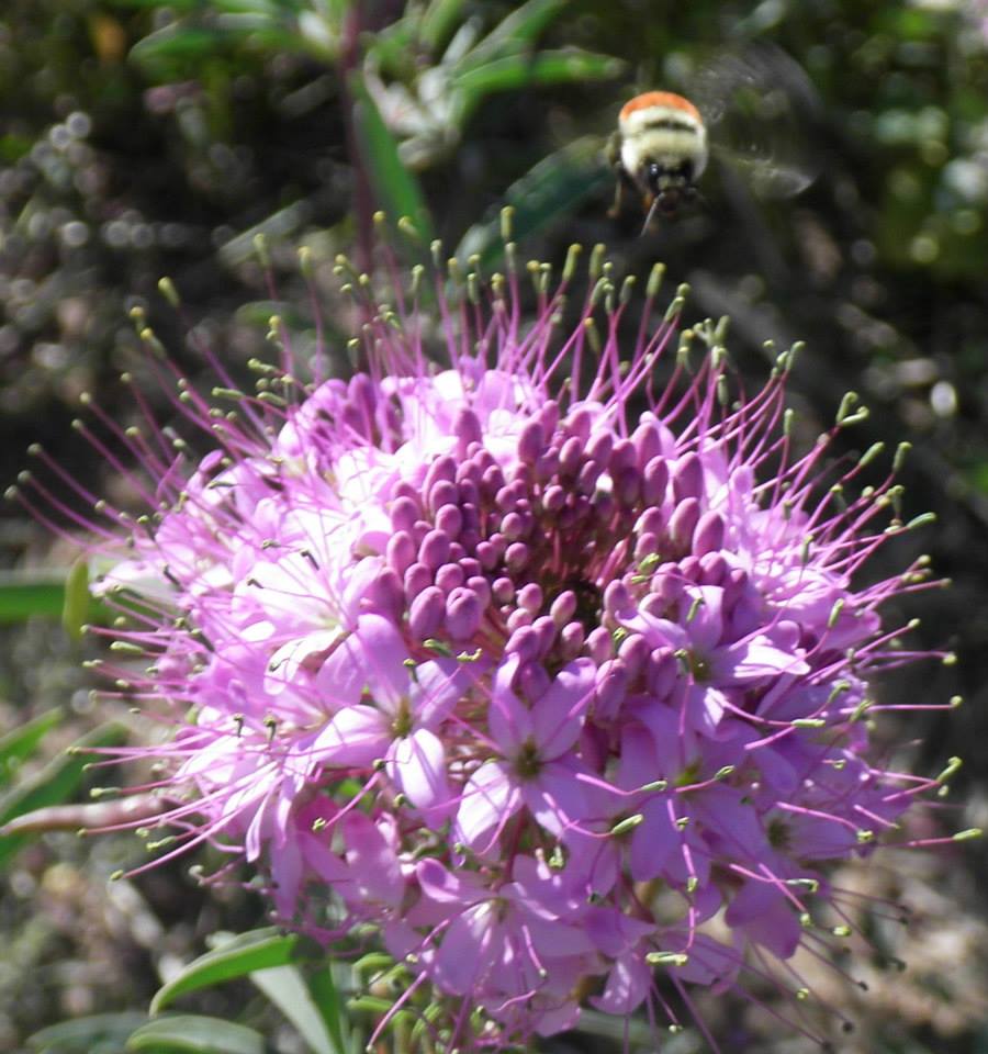 Study finds Wyo gas fields abuzz with invertebrates - WyoFile
