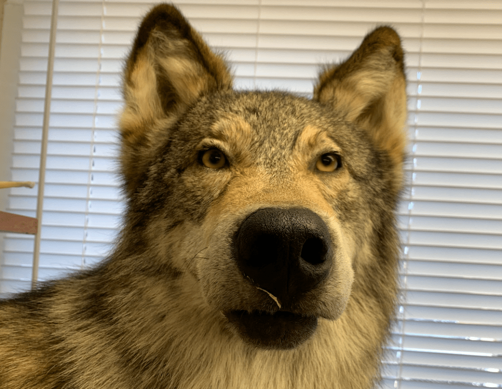‘Trophy’ pursuit no more: Bear, wolf, cat hunting in line for rebrand ...