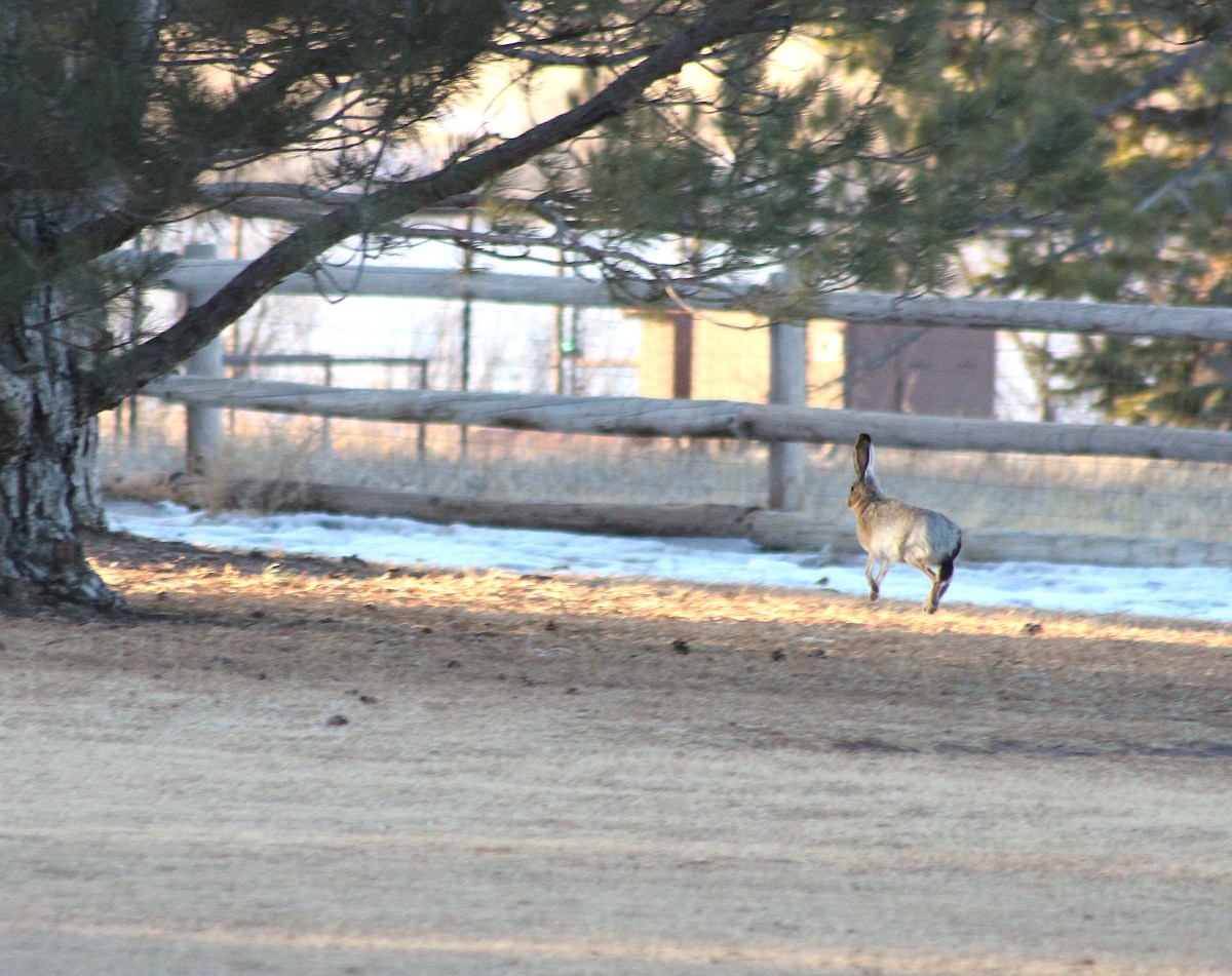 Big bunnies of Little America - WyoFile