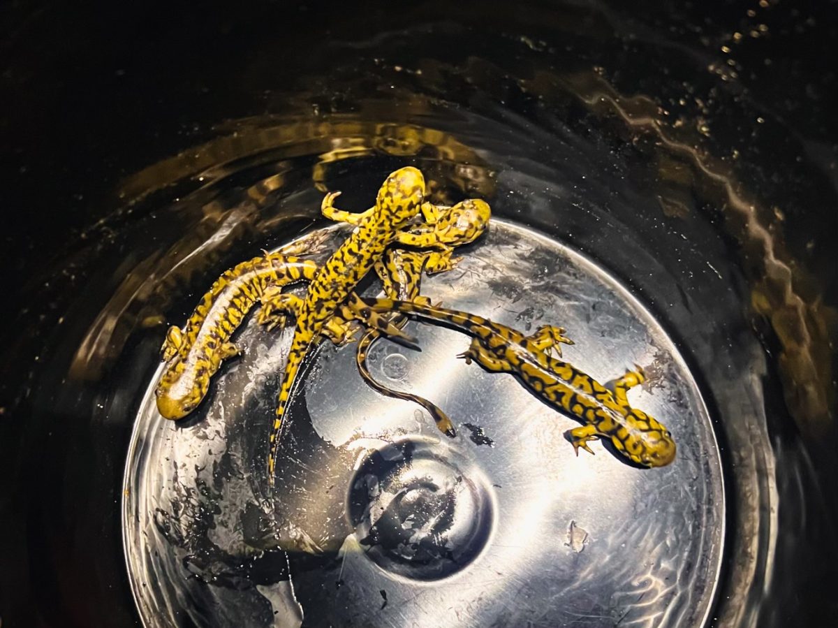Salamander crossing - WyoFile