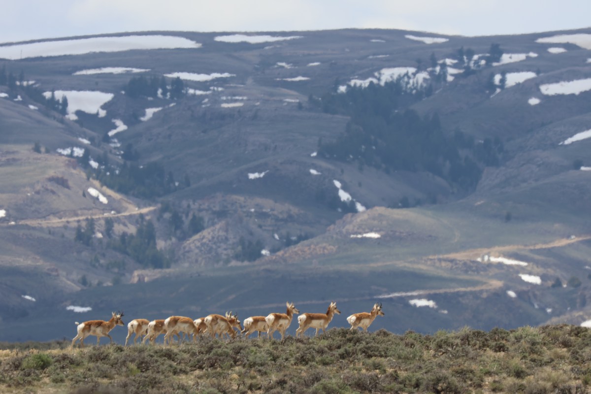 Path of the Pronghorn at ‘high risk’ of being lost, new analysis finds ...