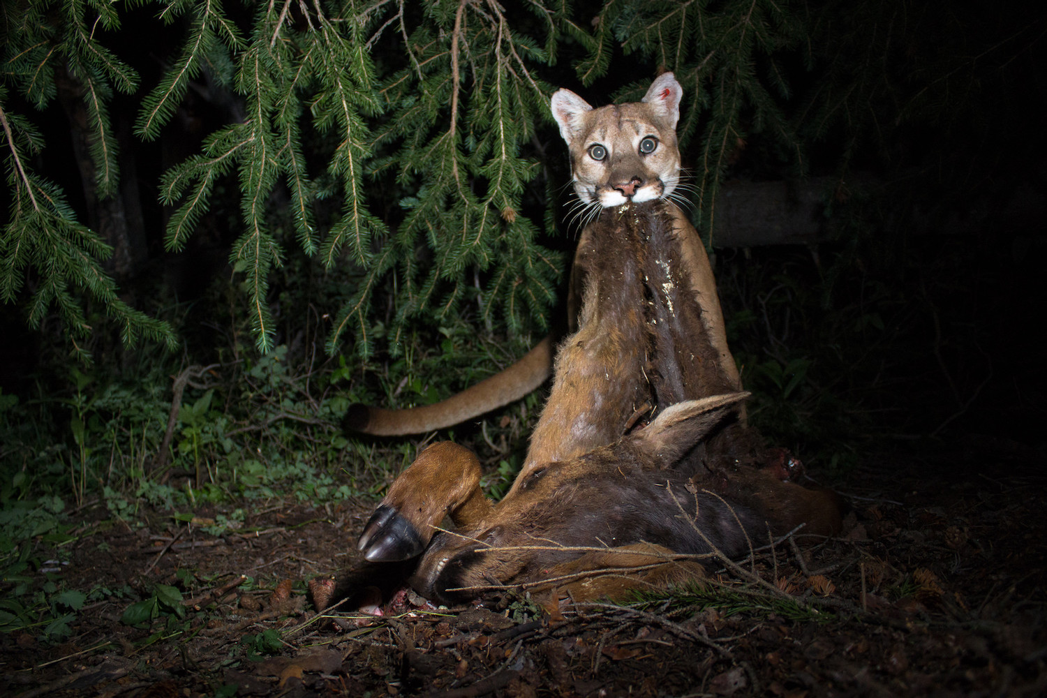 Mountain lion kill sites give vegetation a boost, new study shows - WyoFile