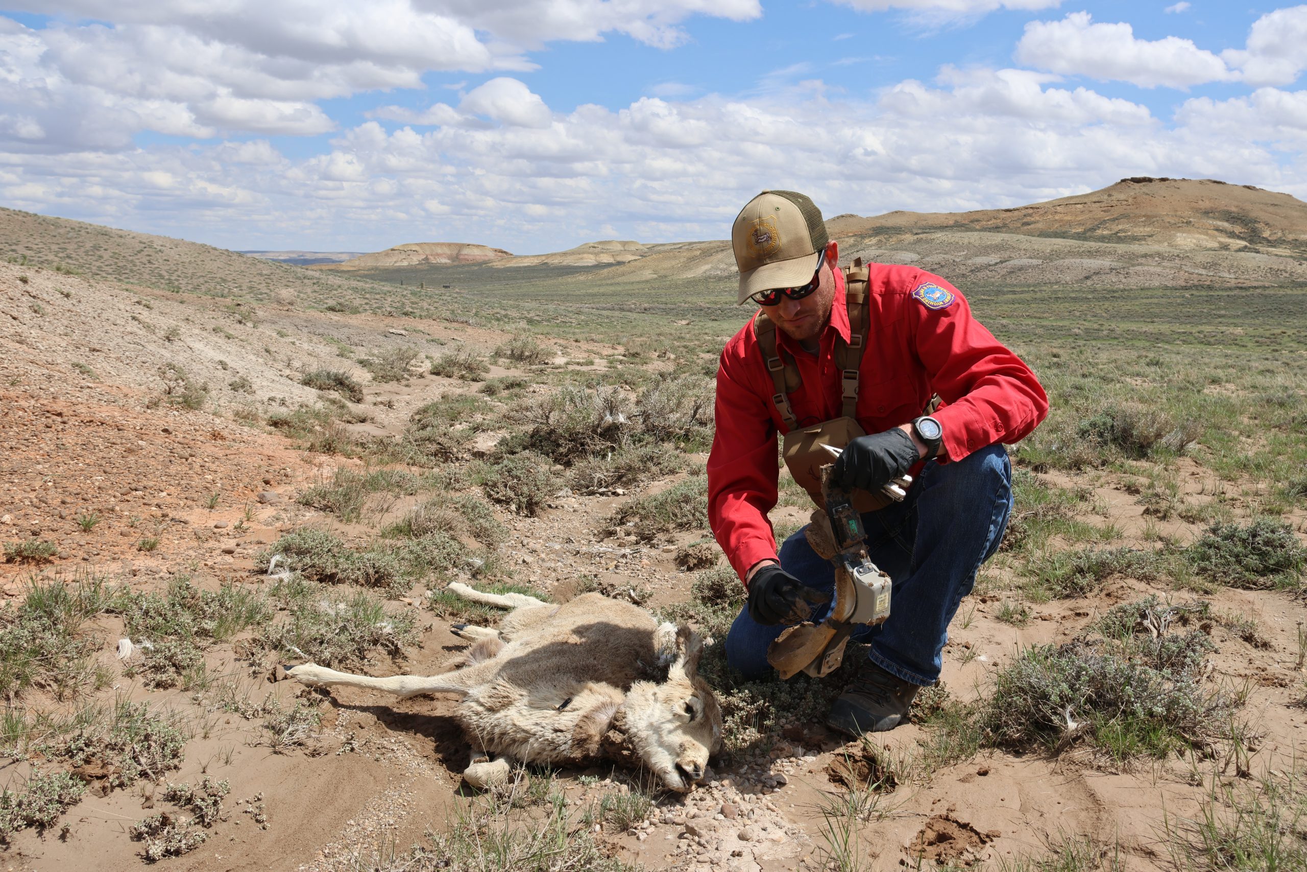 Wyoming’s latest coyote-killing plan results from brutal 2022-’23 ...
