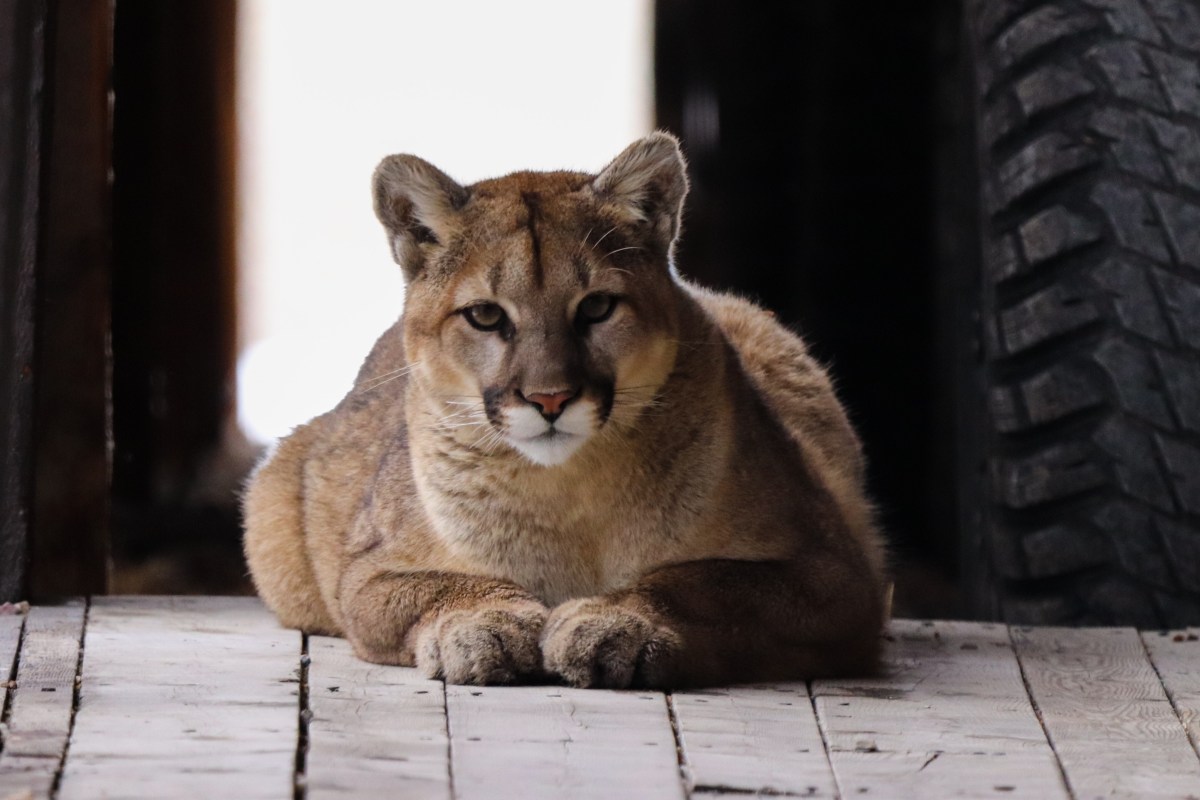 State seeks to kill 50% more lions in hard-hit deer range - WyoFile
