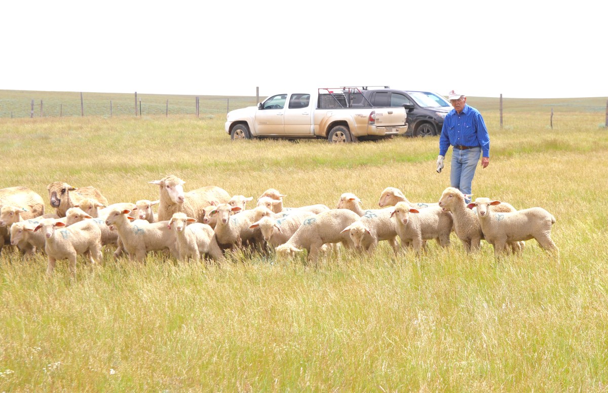 A sheepman lobbying for cows: Jim Magagna remains a political force at ...