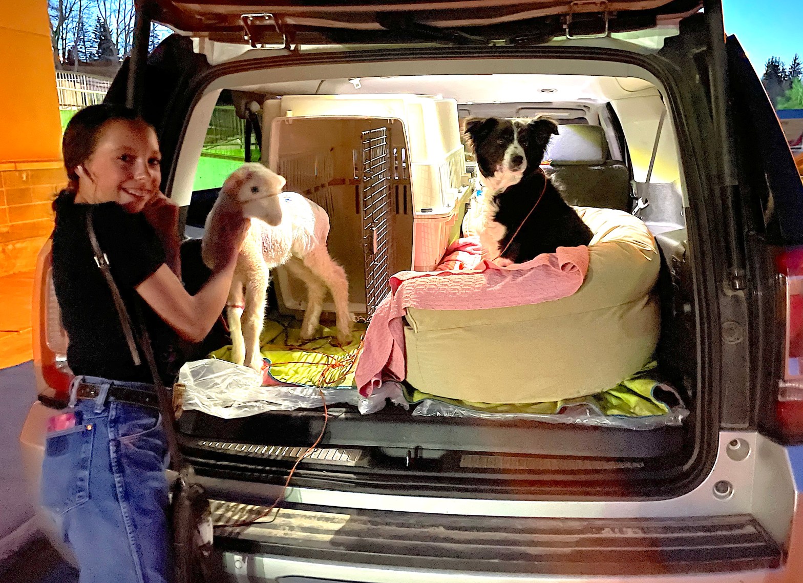 Mickey had a little lamb - WyoFile