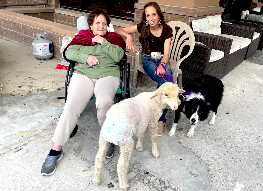 Mickey had a little lamb - WyoFile