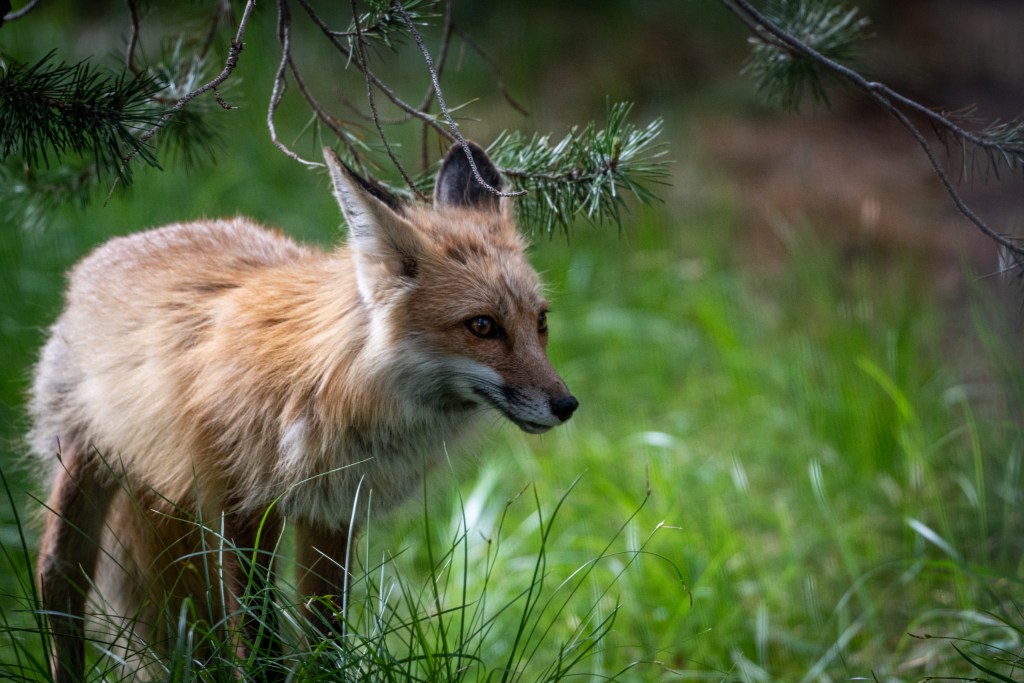 Red foxes lurk around people for more than the snacks - WyoFile