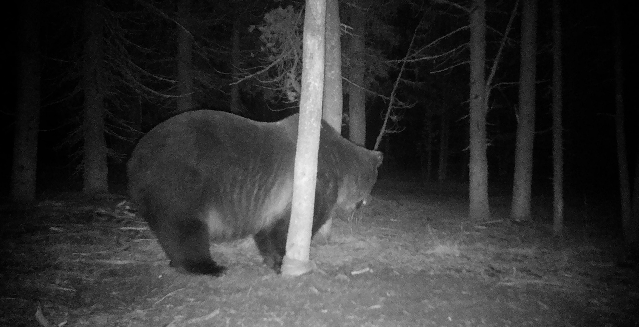 A lot of bear: Yellowstone grizzly weighs in at near-record 712 pounds ...