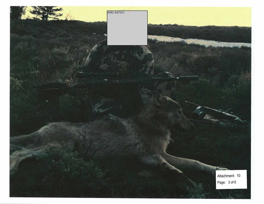 Border killings: How shooters lured historic Colorado wolves to their ...