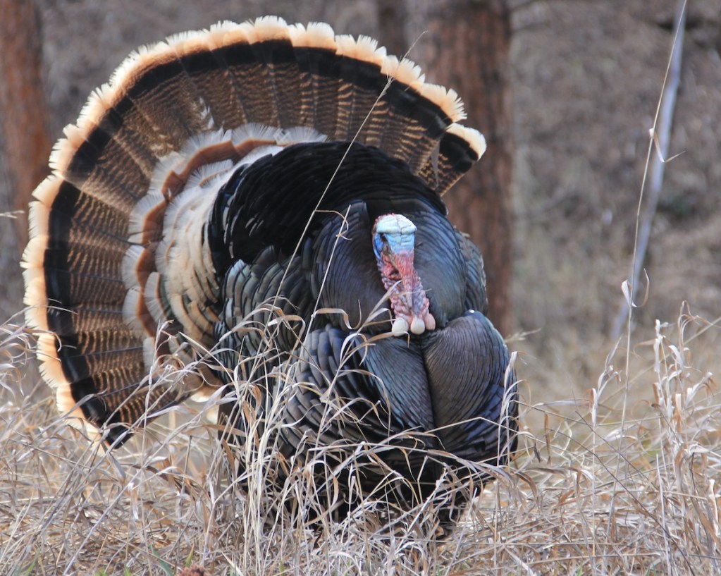 Talkin’ turkey - WyoFile