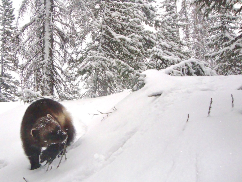 Wolverines to be protected by Endangered Species Act in Wyoming, Lower ...