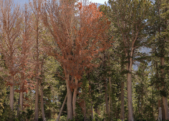 Pine beetles are hammering the Tetons’ whitebark pines, again - WyoFile