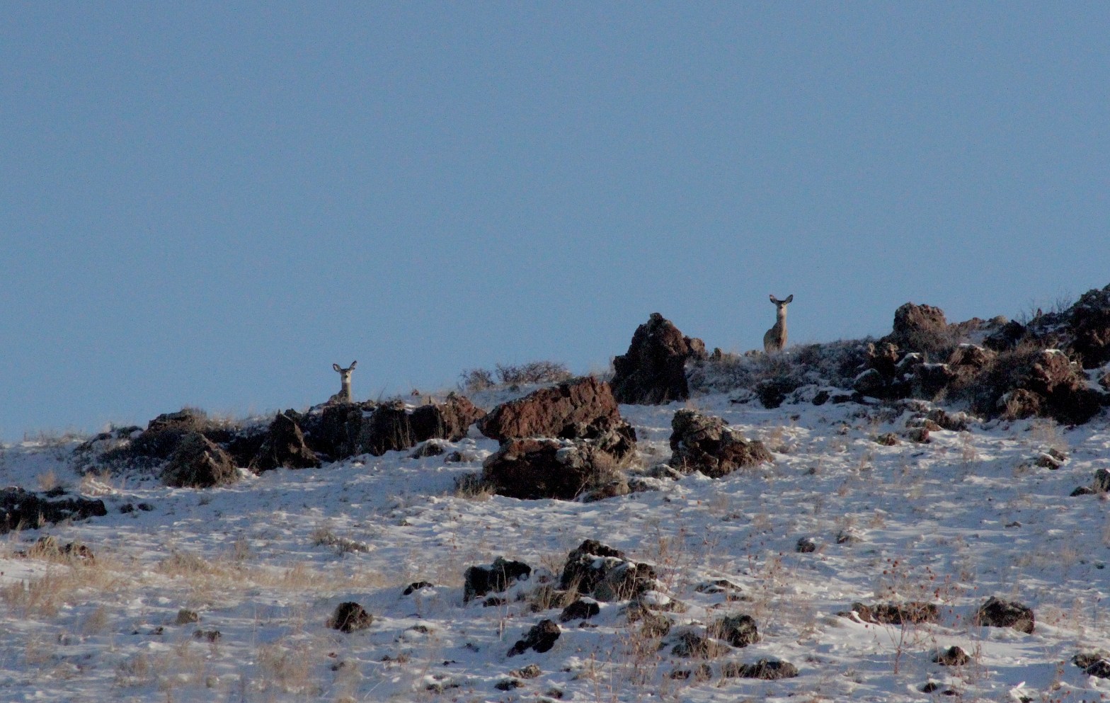 How to decimate a mule deer herd: A case study in Wyoming - WyoFile