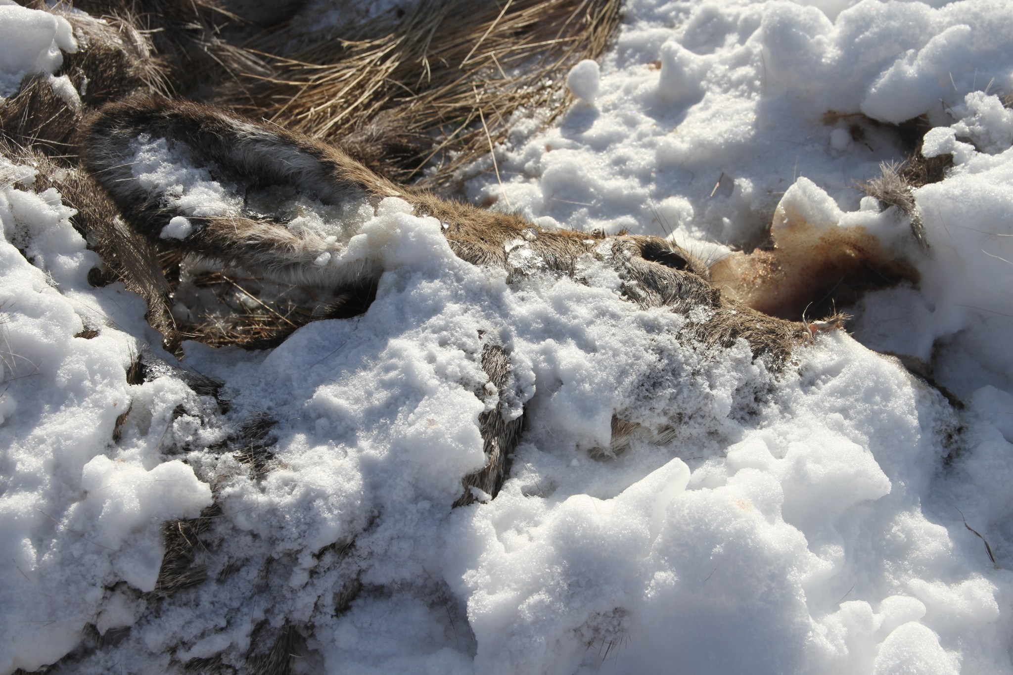 How to decimate a mule deer herd: A case study in Wyoming - WyoFile