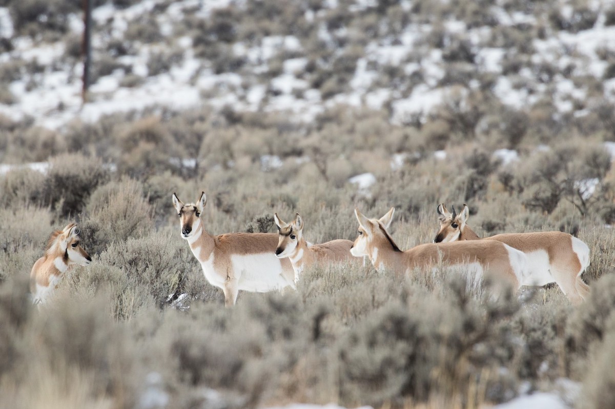 No sale: Action on Kelly Parcel in Grand Teton National Park suspended ...