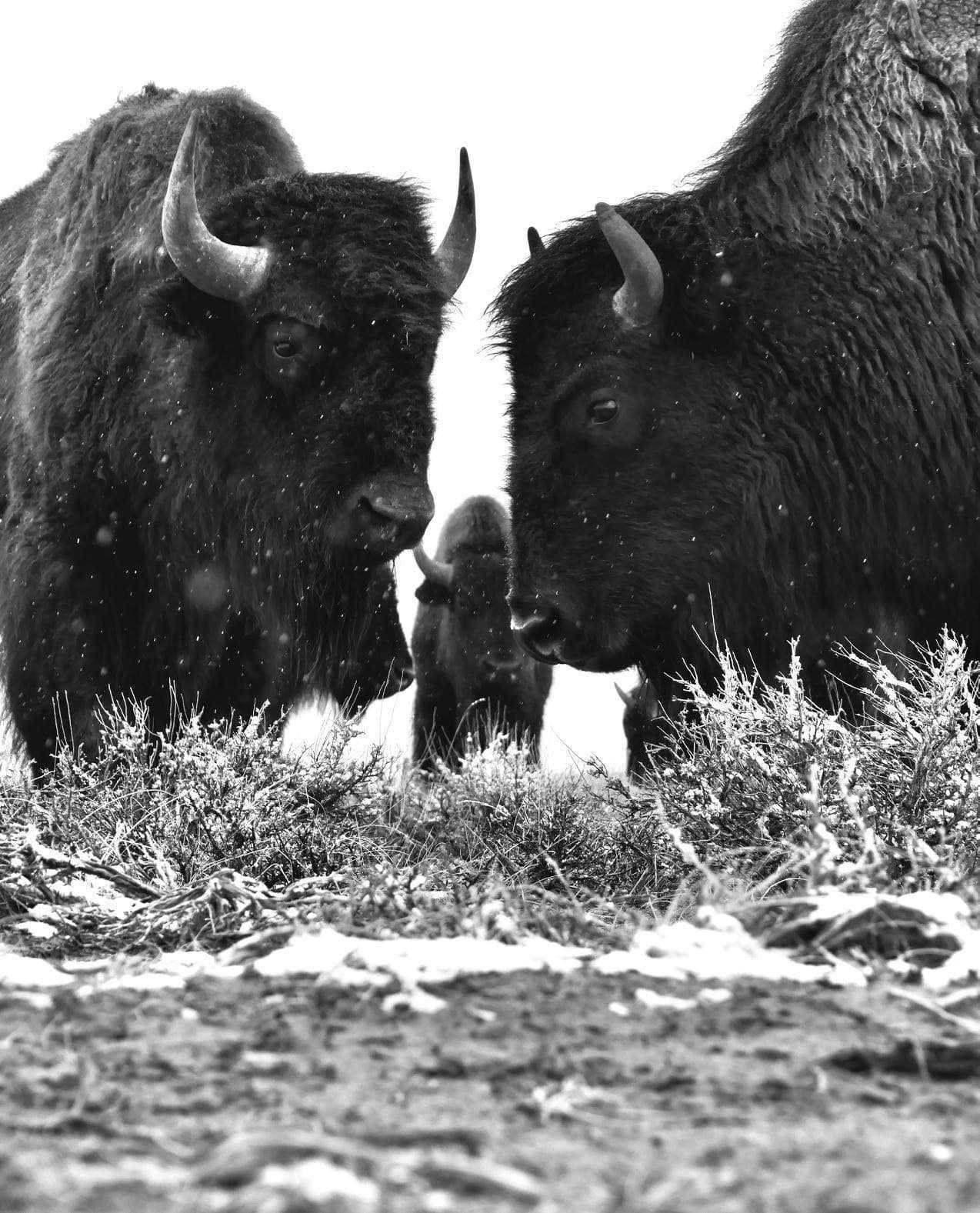 Buffalo bounty bolsters young Wind River food pantry system - WyoFile